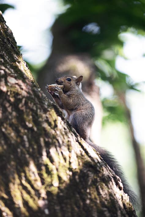 More Pumpkin Scrolller