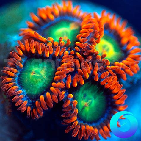 Zoanthids