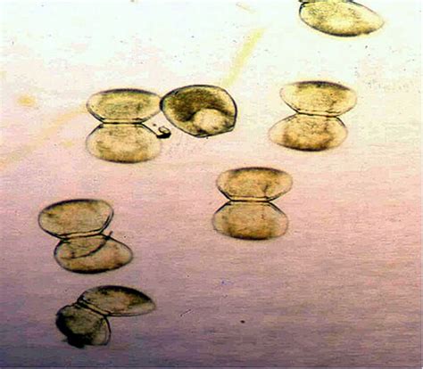 Glochidium Wikipedia