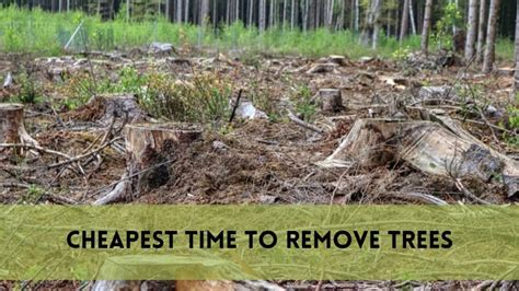 Cheapest Time To Remove Trees 7 Proven Money Saving Tips Arborist
