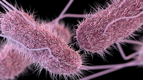 Eggs Recall Multistate Outbreak Of Salmonella Infections Includes
