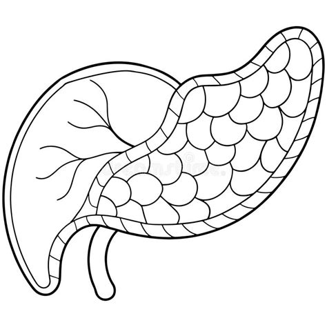 Detailed Pancreas Anatomy Outline Drawing Medical Illustration For