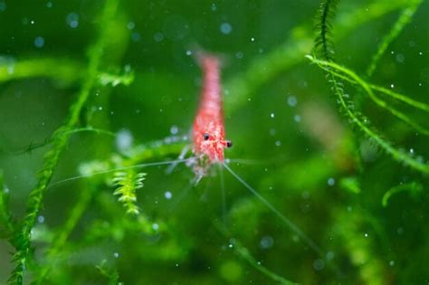Premium Photo Close Up Of Shrimp On Moss