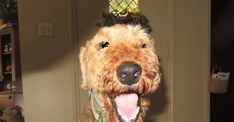 Dandy Duke Molly Monday