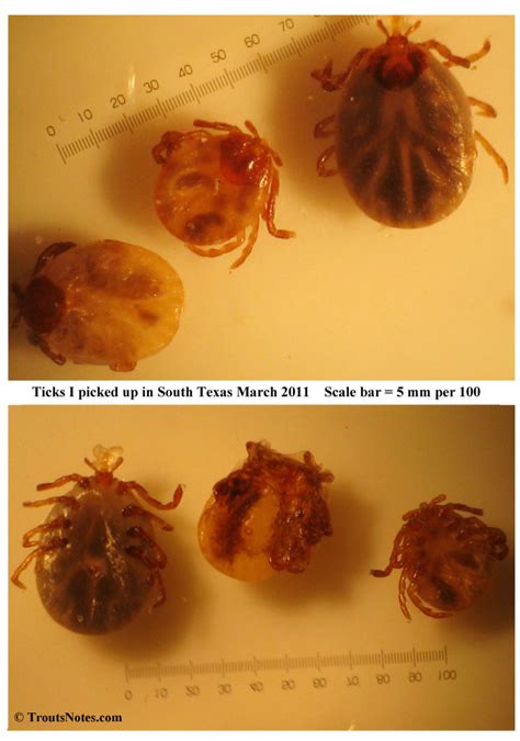Amblyomma Cajennense Trouts Notes