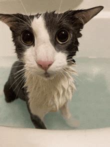 Wet Cat S Tenor