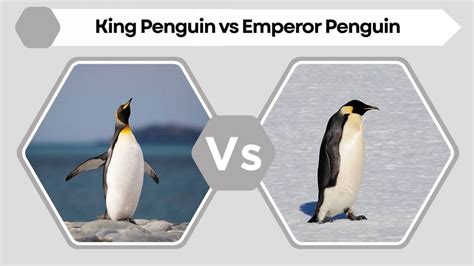 King Penguin Facts Diet Life Cycle And Key Differences