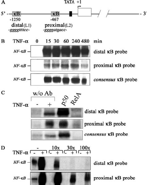 The Endothelial Lipase Gene Contains Functional Nf K B Sites A
