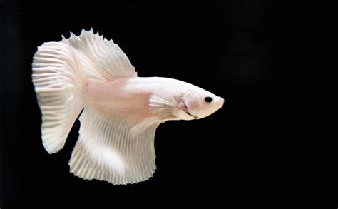 All About The Elegant White Betta Fish Betta Fish World