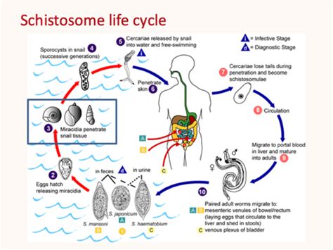 Biol 123 Lecture 9 Flashcards Quizlet