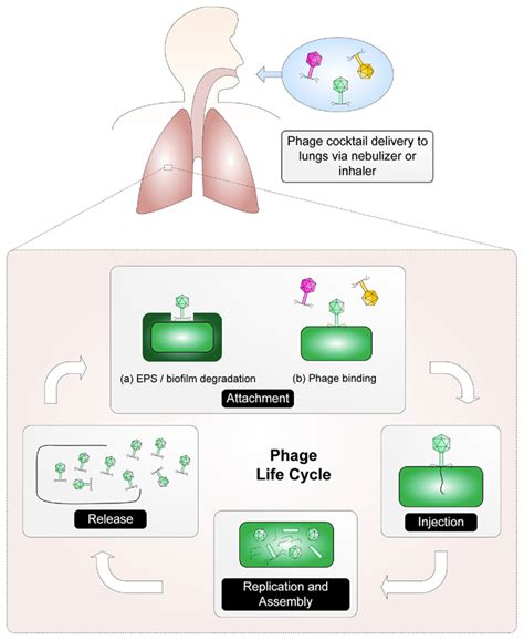 Frontiers The Promise Of Bacteriophage Therapy For Burkholderia