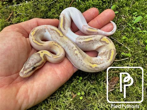 Banana Pastel Pied 66 Poss Het Clown Ball Python By Pied Pythons