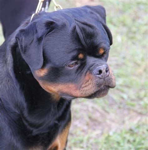 North X Ri Moby Dick Soon In Usa🇺🇸🇺🇸🇺🇸 Predrag Markovic Facebook