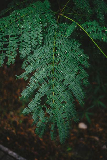 190 Vernation Circinate Ilustrações Fotos De Stock Imagens E Fotos Royalty Free Istock