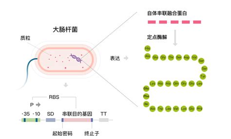 核心科技 上海仁会生物制药股份有限公司