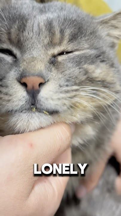 Quarantined Cat Tries To Get Woman To Stay Longer ️ Catlover Catshorts