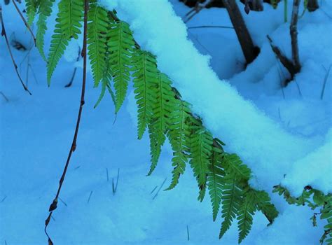 Jurassic Park Under The Snow By Elousteve Ephotozine