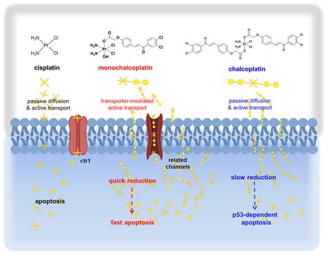 小改变，大不同：轴向单边酯化的顺铂前药抗肿瘤效果显著 X Mol资讯
