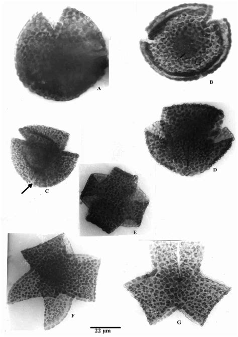 A Monocolpate Pollen Grain In S Indica And S Angustifolia B Download Scientific Diagram