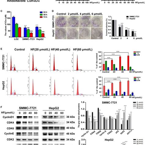 Hf Inhibits Cell Proliferation And Induces G0g1 Phase Cell Cycle