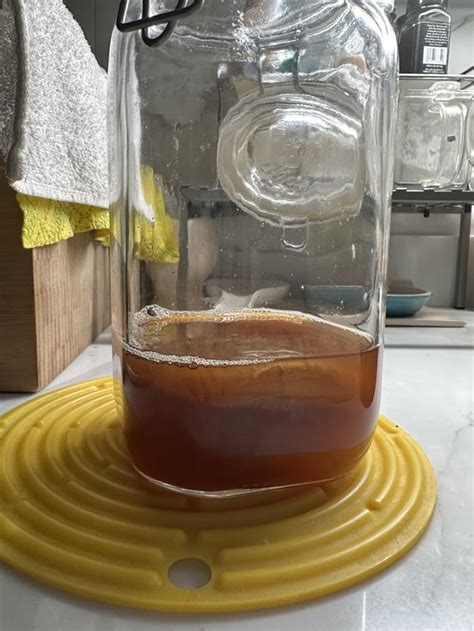 Is My Scoby Dead Rkombucha