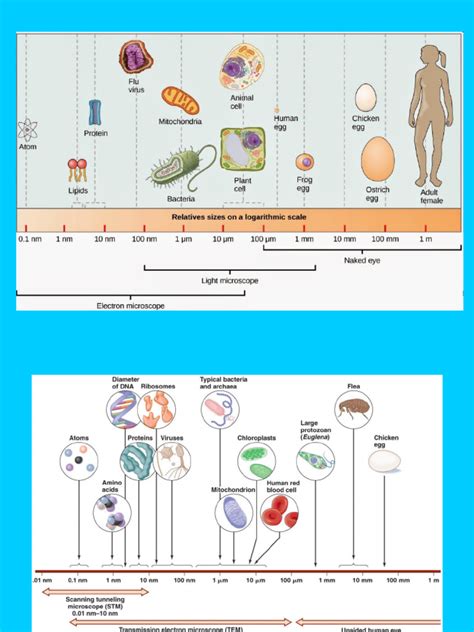 Microscopecell Pdf Cell Biology Microscope