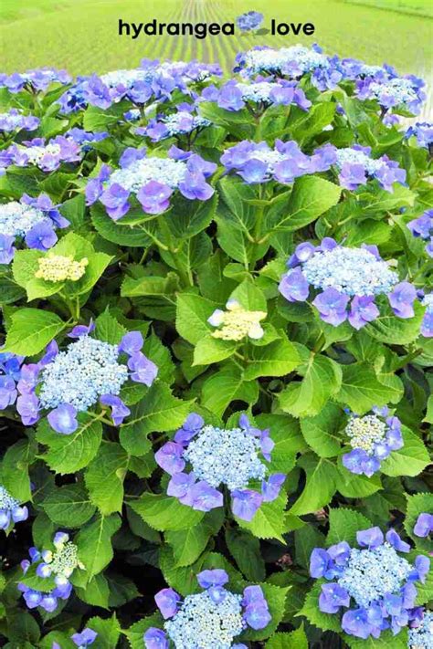How To Keep Hydrangeas From Wilting Hydrangea Love