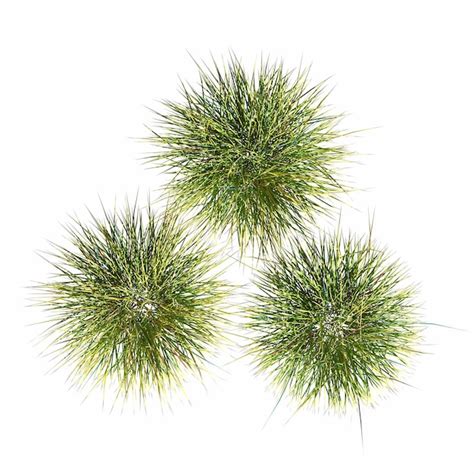 Premium Photo Wild Field Grass Top View Isolated On White Background 3d Illustration Cg Render