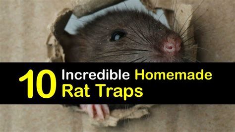 Diy Rat Traps Easy To Make Rat Trap Ideas