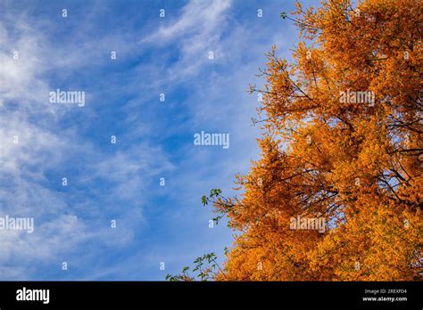 Goiania Goias Brazil July 29 2023 Feijão Cru Platymiscium