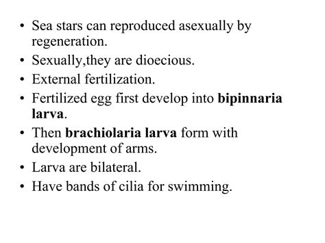 Phylum Echinodermata Presentation Ppt
