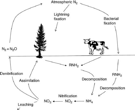 Nitrogen Cycle With Diagram