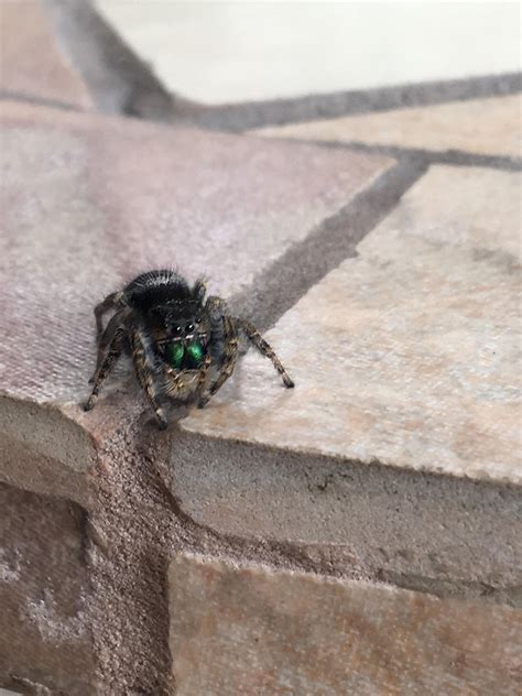 Made A Jumpy Friend Today R Spiders