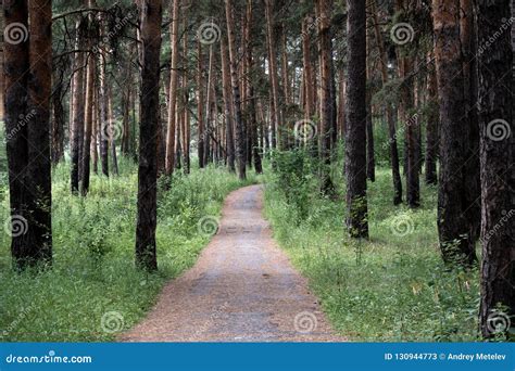 Path In The Pine Forest Stretching Into The Distance Even Trunks Of