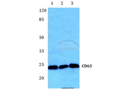 Anti Cd63 K156 Antibody A26905
