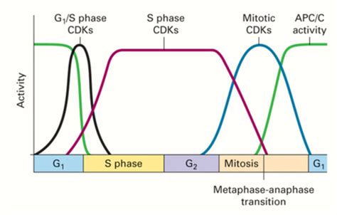 Cell Bio Chapter 8 Cell Cycle Flashcards Quizlet