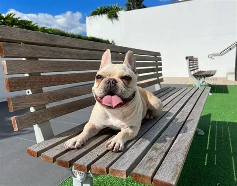 Top 10 Gassiest Dog Breeds