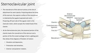 Clavicle Anatomy Pptx