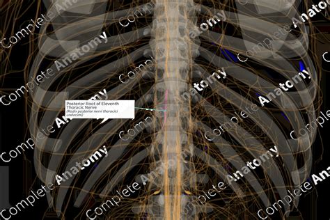 Posterior Root Of Eleventh Thoracic Nerve Right Complete Anatomy