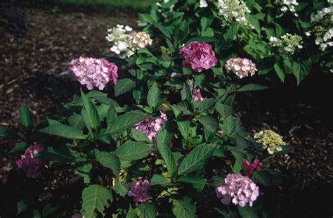 Hydrangea Serrata Preziosa Hydrangea Preziosa Shrubsrhs