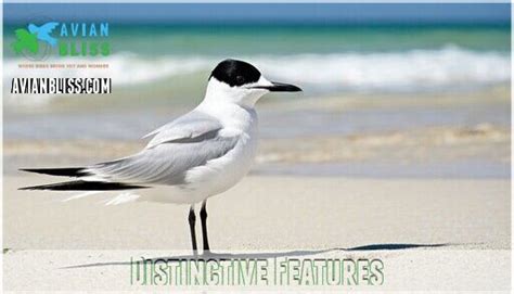 Common Redpoll Id Guide Diet And How To Attract This Arctic Bird