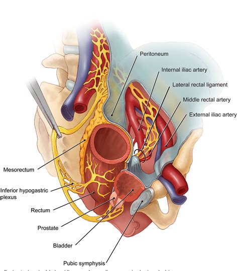 Surgical Anatomy Of Rectum