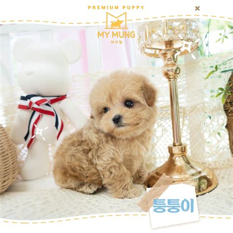 말티푸남아 마이멍