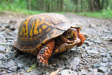 Columbia South Carolina A Home For Wildlife The National Wildlife