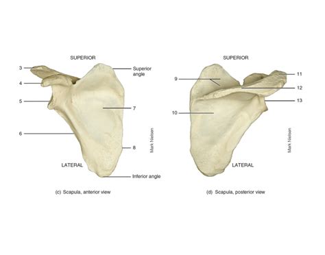 Pectoral Girdle Scapula — Printable Worksheet
