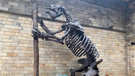 Ground Sloth Skeleton