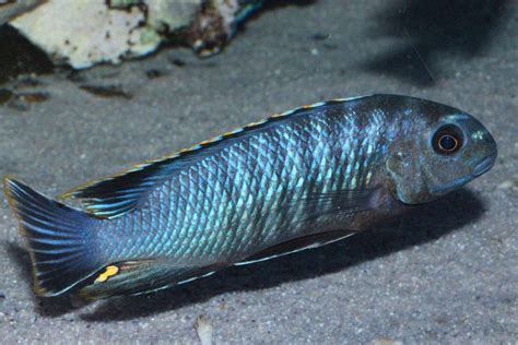 Tropheops Romandi Мбуна Форум Cichlidsru