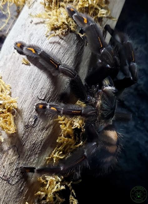 Venezuelan Suntiger Psalmopoeus Irminia Care — The Tarantula Collective