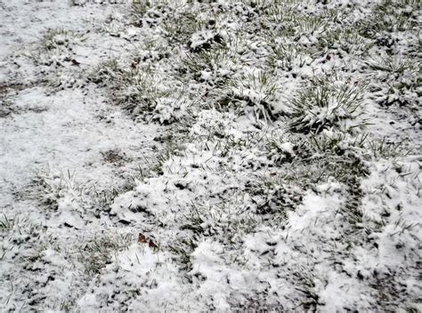 Grass Seed Germination Temperature Ideal Conditions And Tips