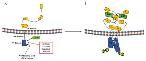 Egfr Structure And Activation A Ecd Of Egfr Consists Of Four Download Scientific Diagram